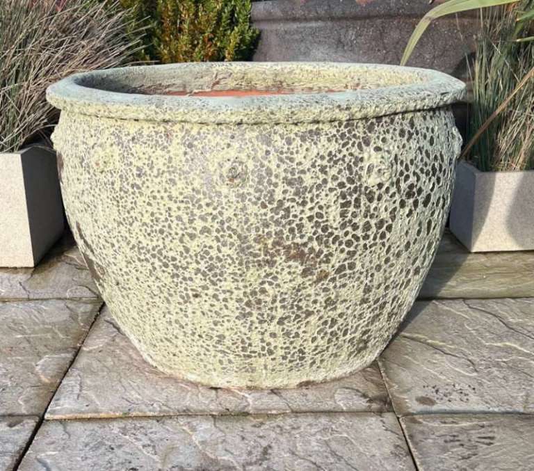 Atlantis Scallop Rim Apricot | World of Pots